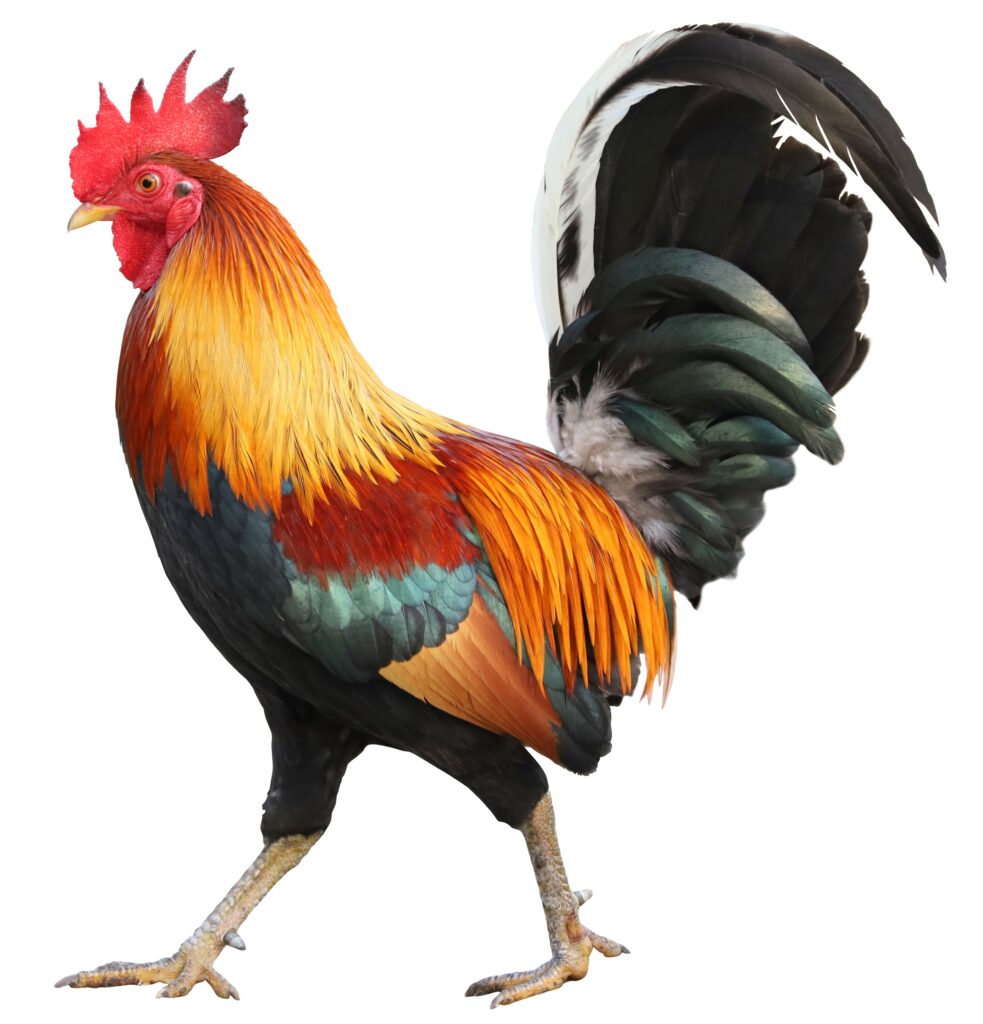 Big Rooster Mall - Discover Easton, Maryland